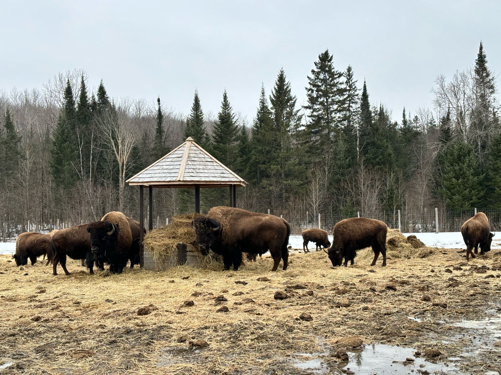 Parc Omega: Una Experiencia Inmersiva en la Naturaleza Canadiense ...