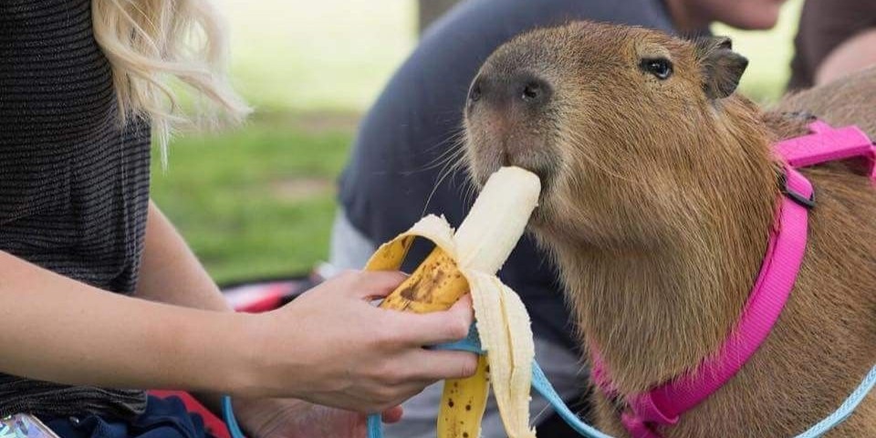 Día de Apreciación del Capibara - UNIVONews